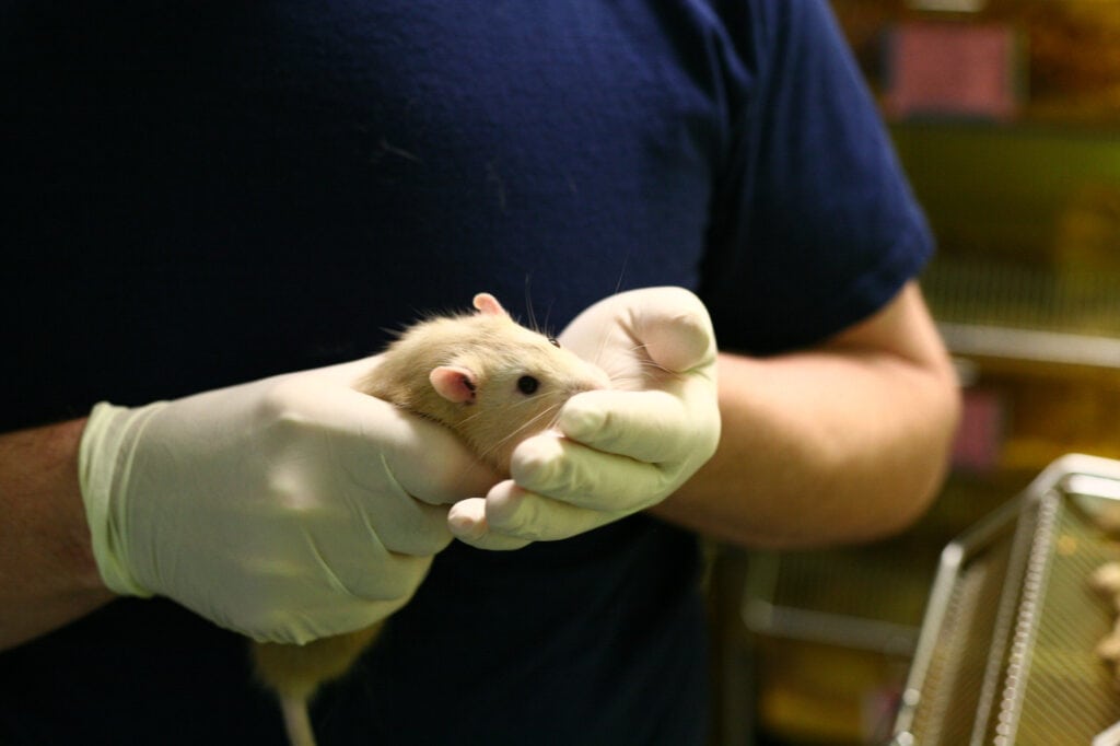 A GMO Corn and Its Non-GMO Parent Are Not Substantially Equivalent ...