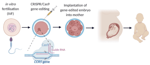 Engineering the Perfect Baby: CRISPR: An Overview - GMOScience